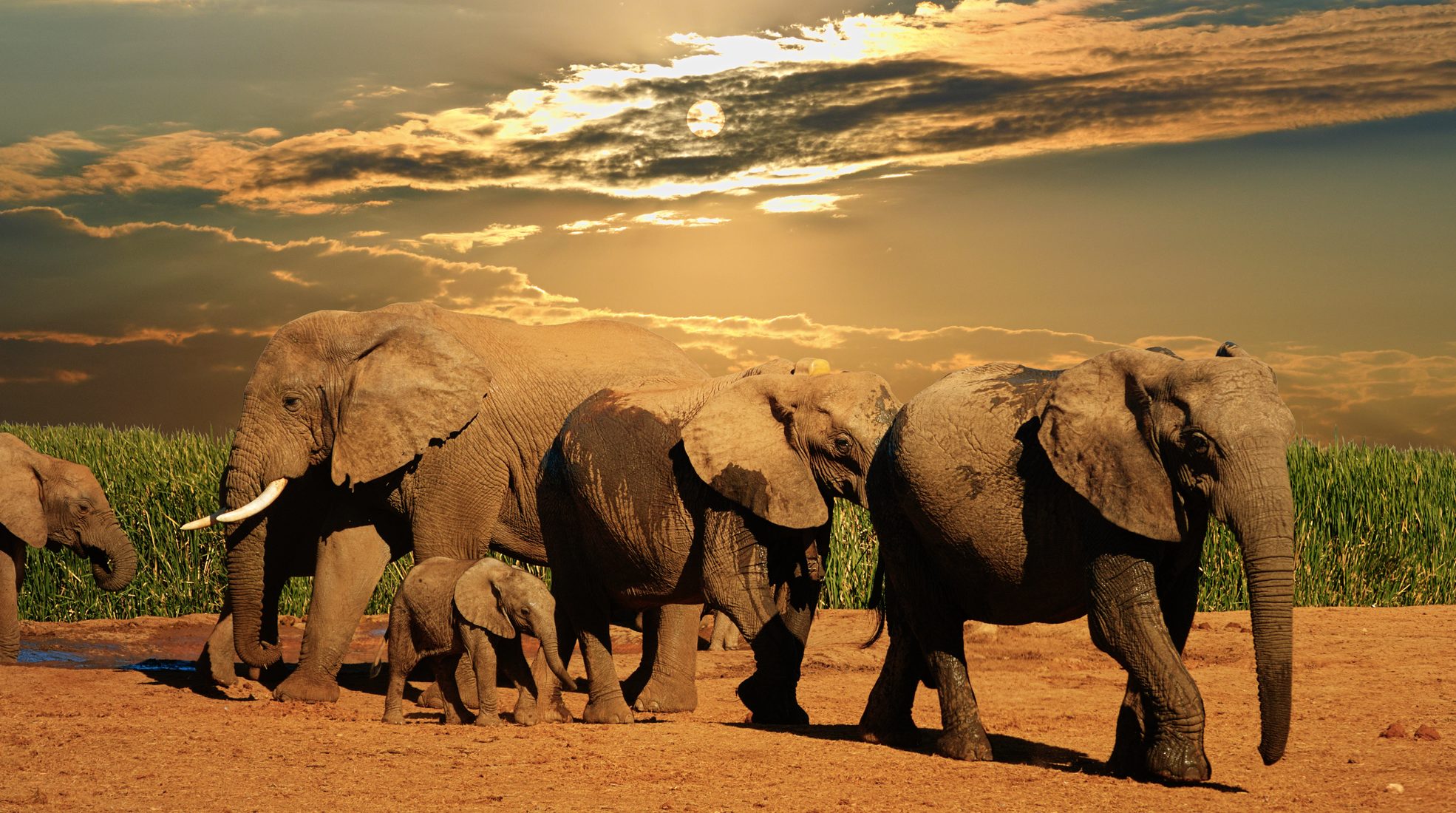 Conservation and COVID-19: how the virus could spell trouble for ...