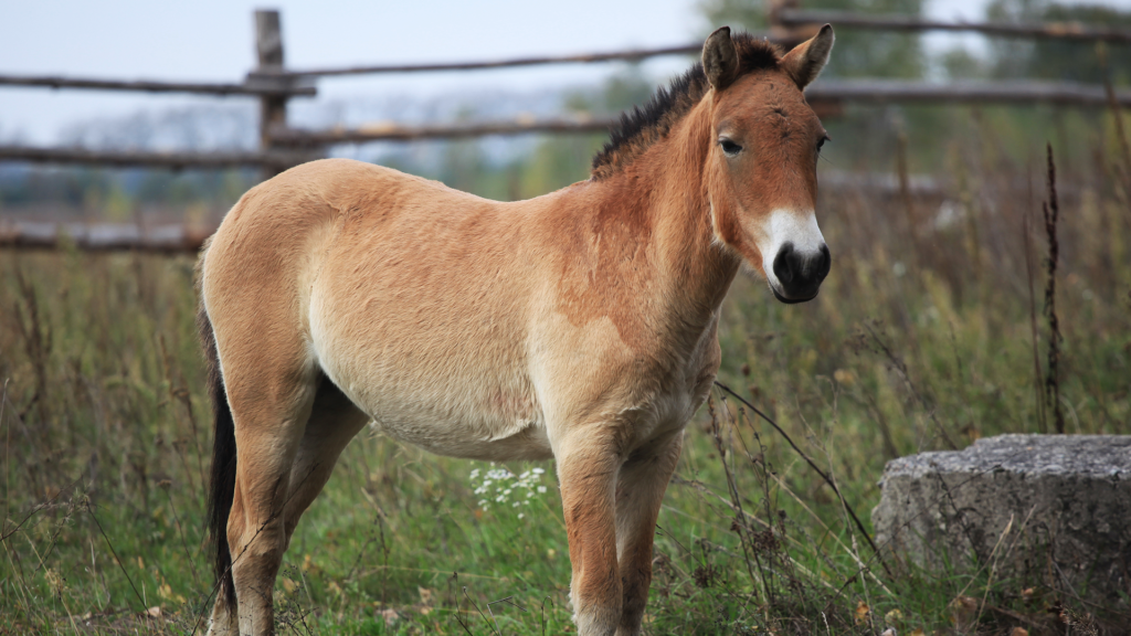 World’s most endangered horse cloned from 40-year-old DNA - Thred Website