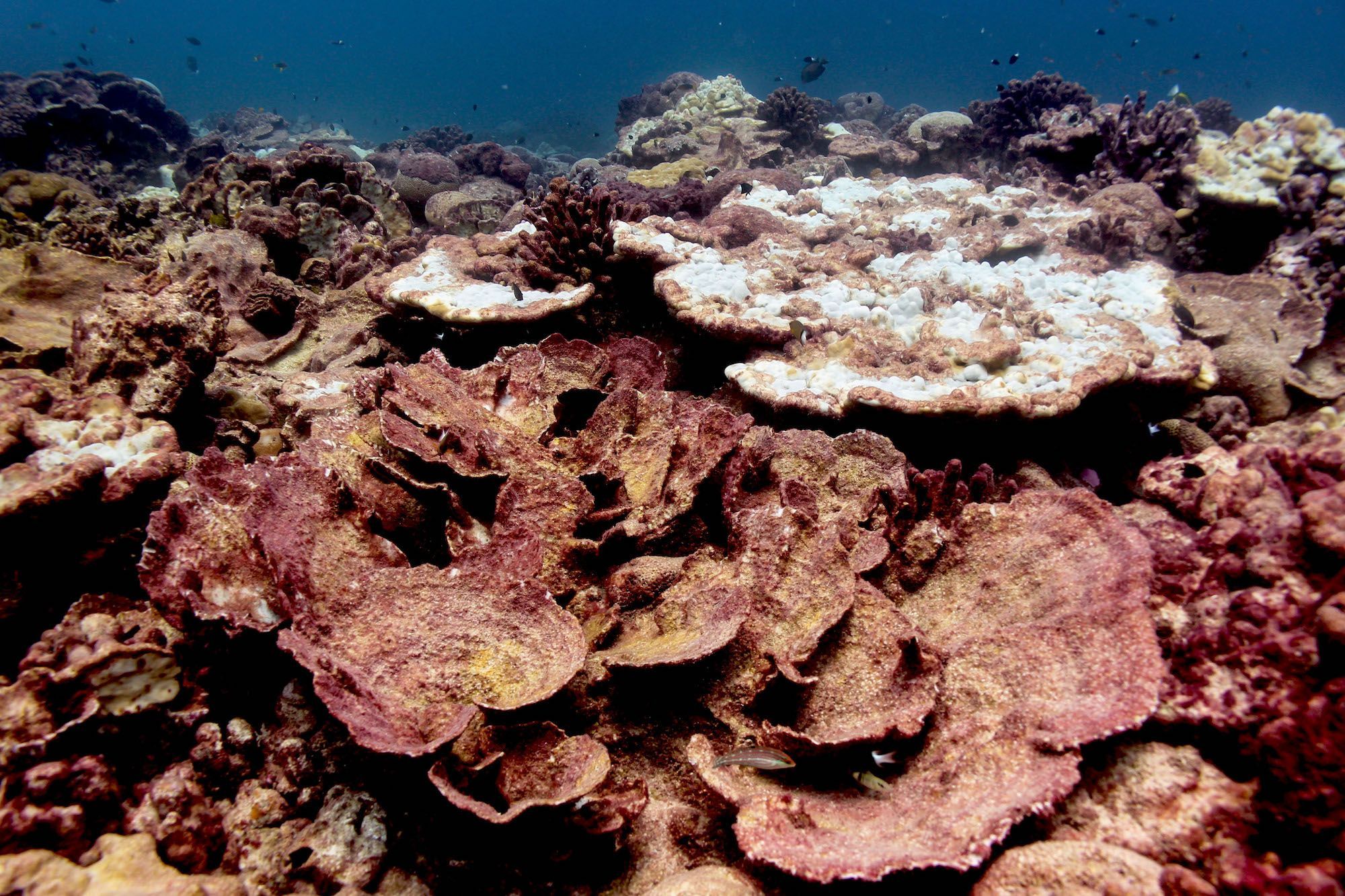 Ocean acidification is a major threat to coastal marine life - Thred ...