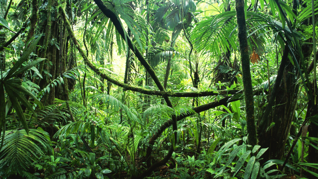 Gabon is pioneering the carbon sequestration economy - Thred Website