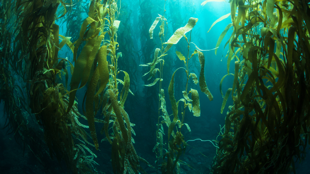 Phykos creates AI seaweed planting vessels to naturally store carbon ...