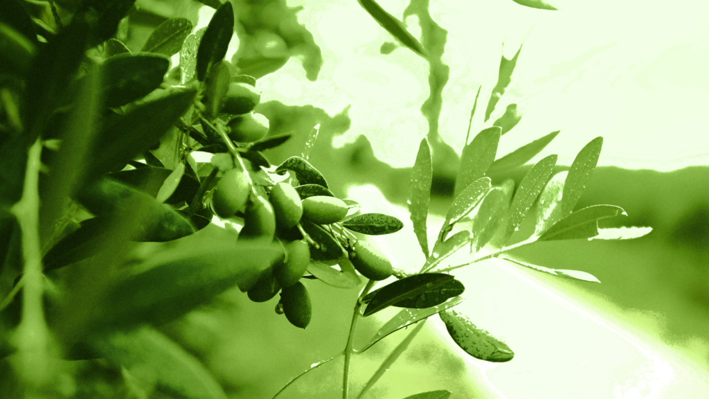 Olive waste is helping to heat homes in Syria - Thred Website