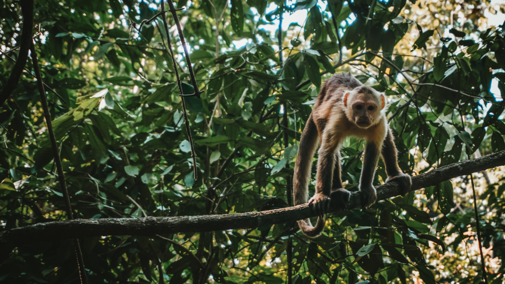 Amazon summit brings attention to the rainforest’s future - Thred Website