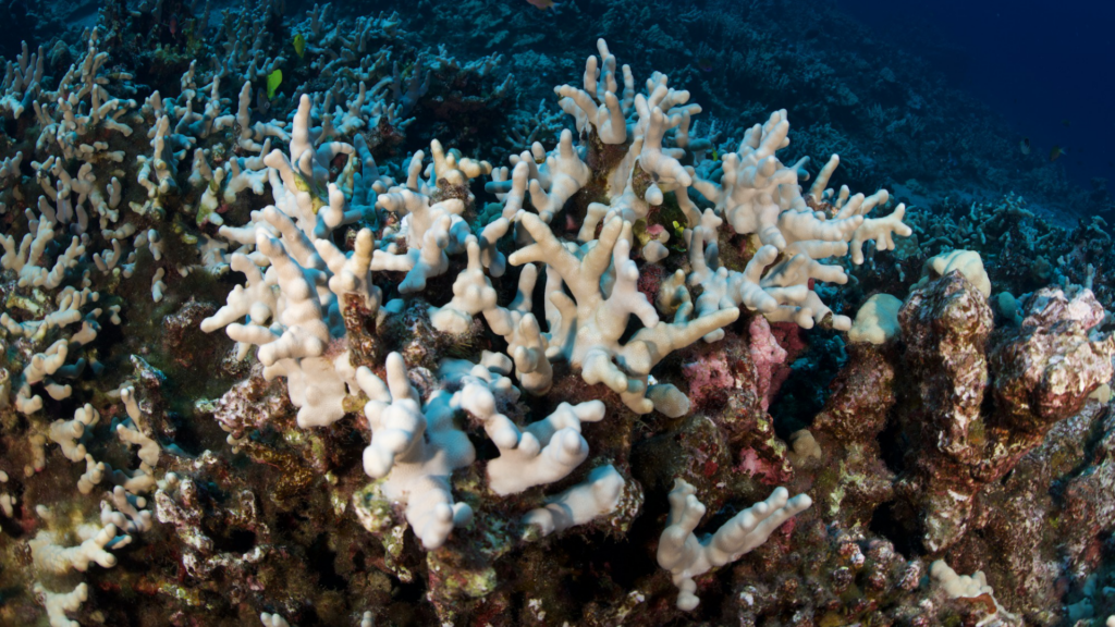 Scientists are scrambling to save Florida’s dying coral reefs - Thred ...