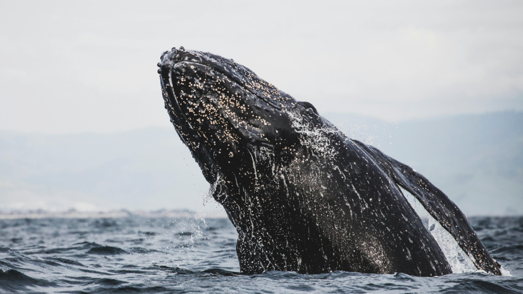 Gray whale sighted 200 years after believed Atlantic extinction - Thred ...