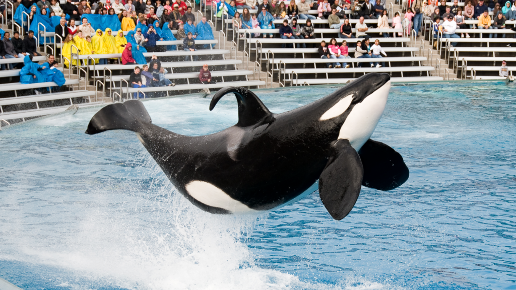 A deep dive into the fight to end whale captivity - Thred Website