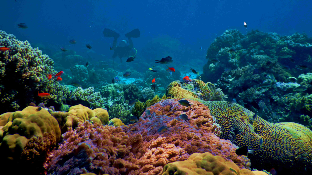 Underwater ‘doorbell’ helping scientists to catch coral-eating fish ...